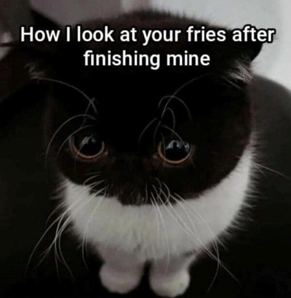40 Funny Cat Memes That Prove Cats Run The Internet