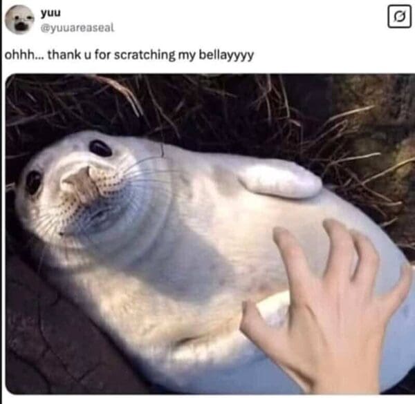 34 Wild Animal Memes That Are Pure Nature Chaos