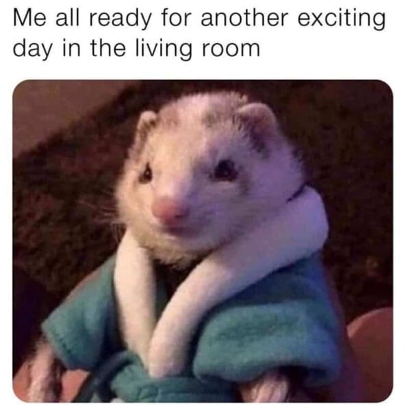 34 Wild Animal Memes That Are Pure Nature Chaos