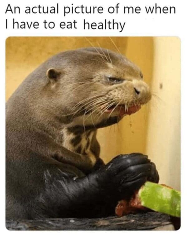 34 Wild Animal Memes That Are Pure Nature Chaos